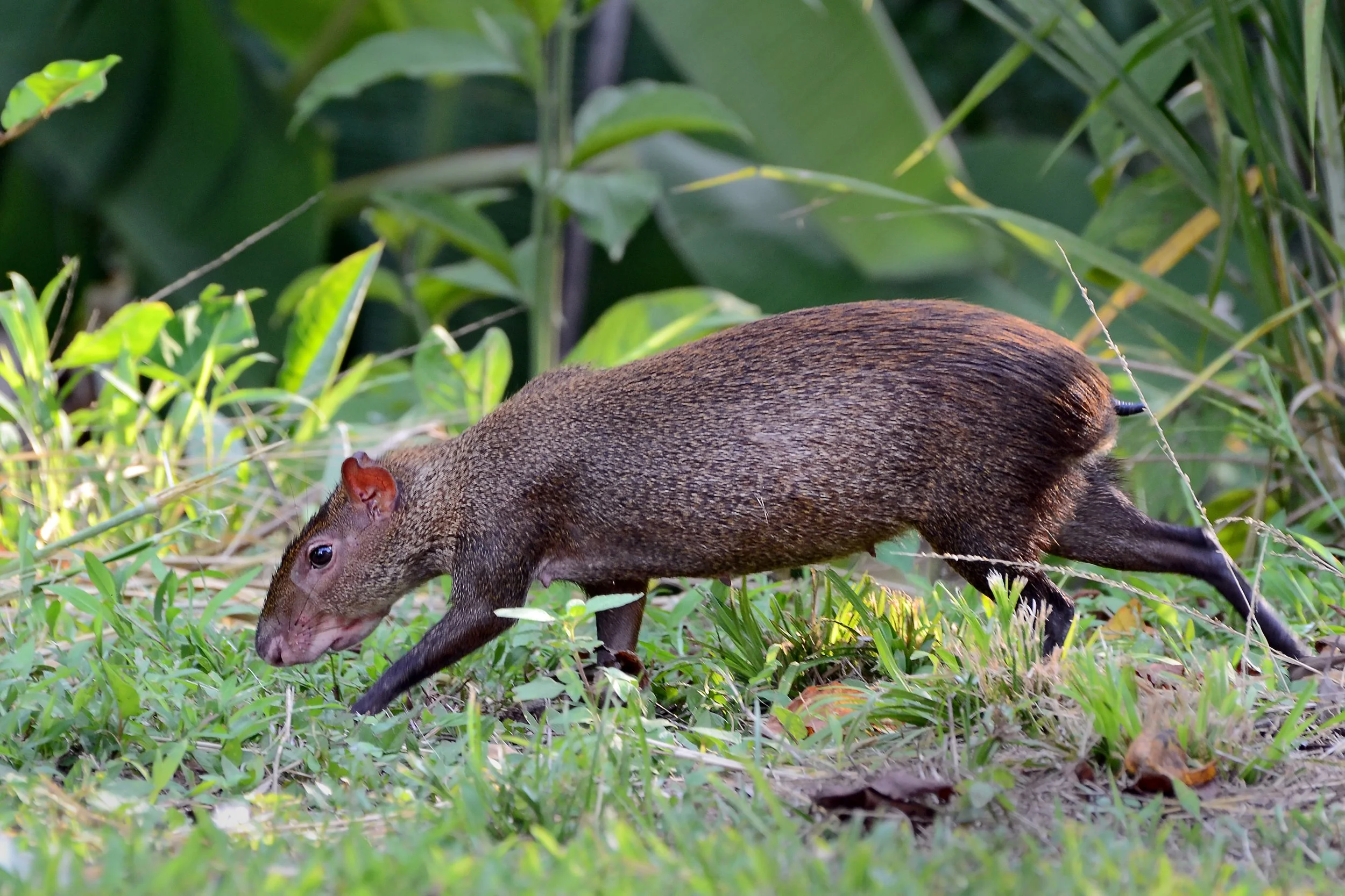 Fauna and Flora — Roatan Tourism Bureau