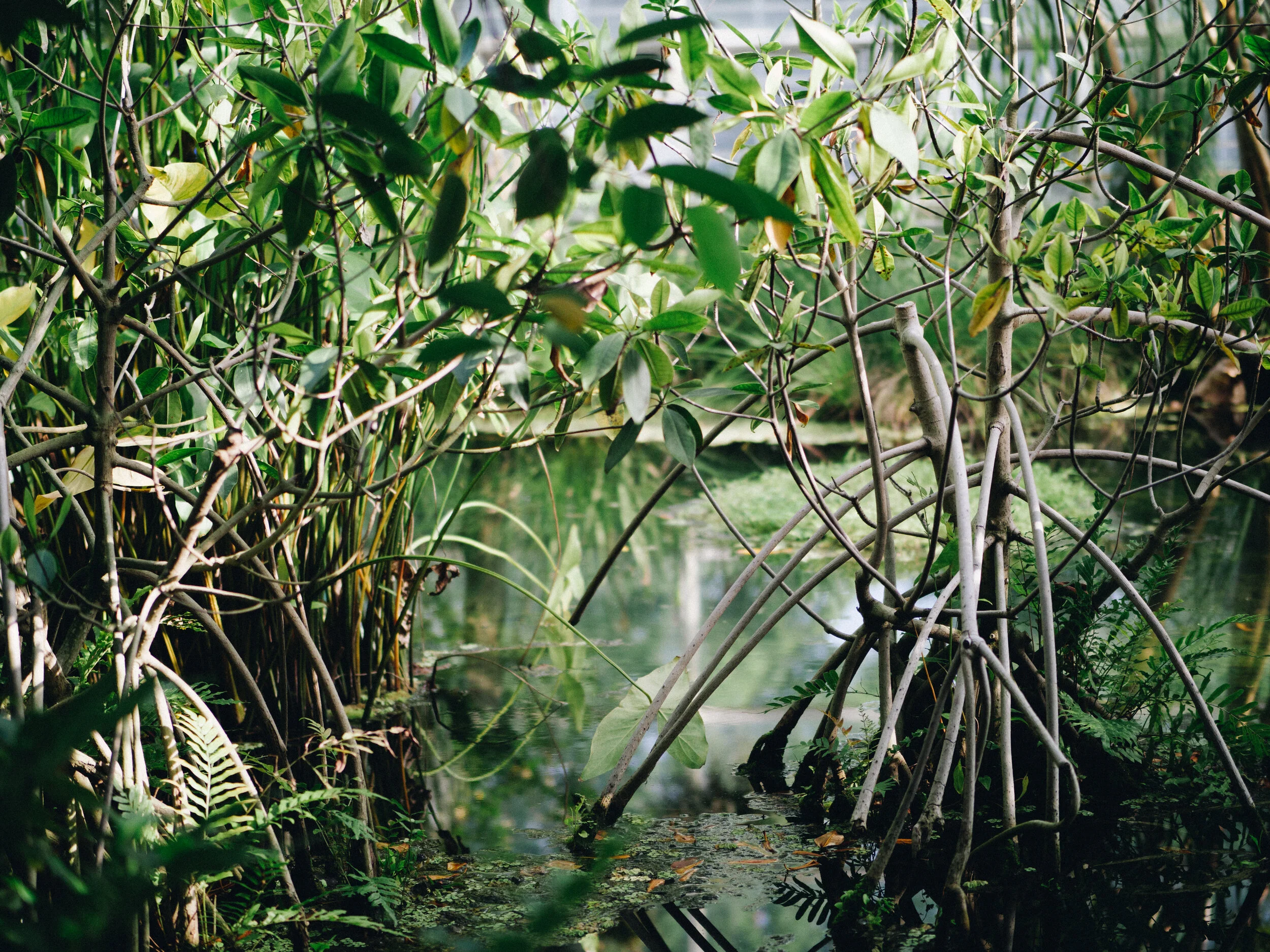 Fauna and Flora — Roatan Tourism Bureau