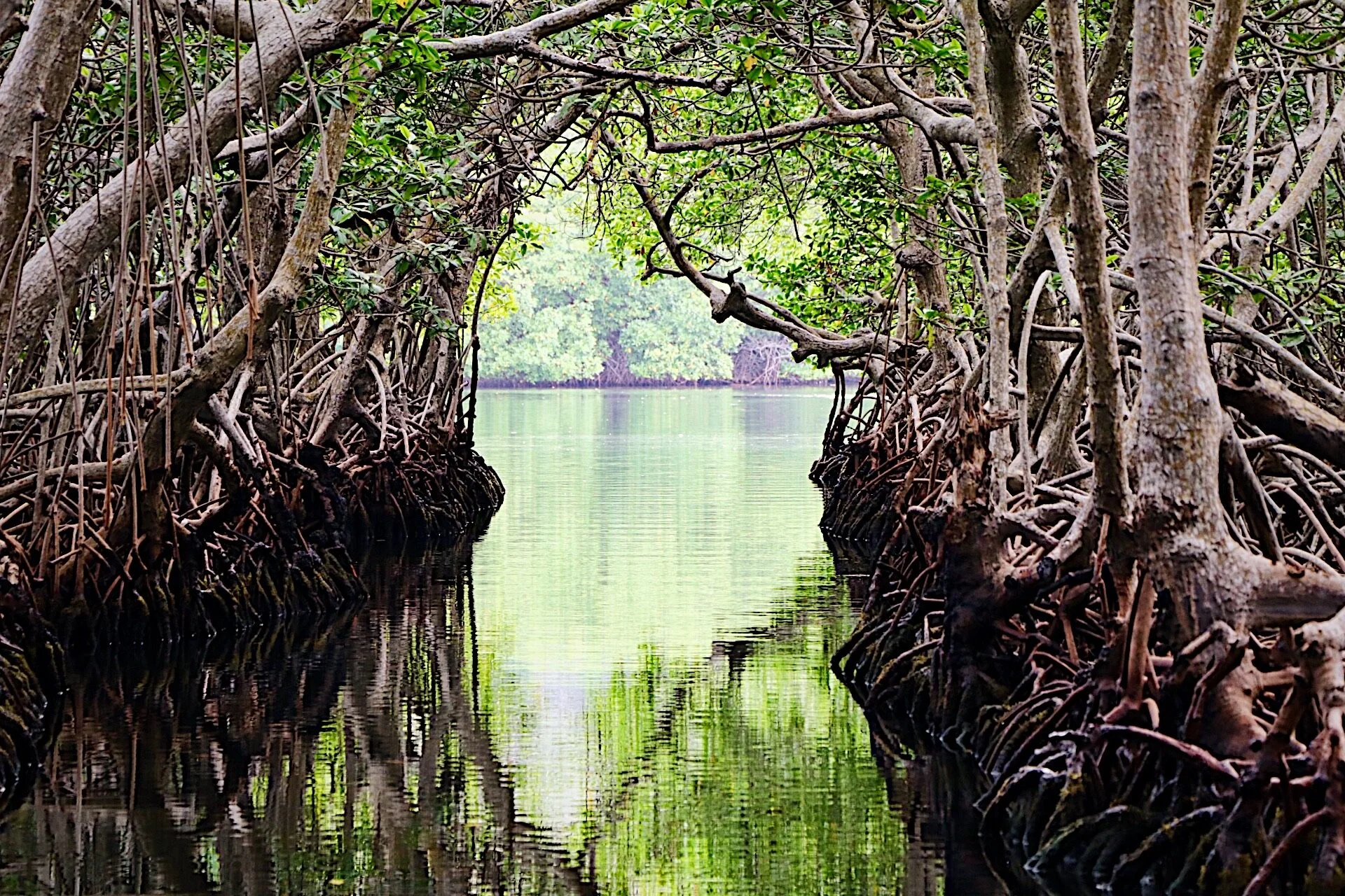 Roatan Ecosystems — Roatan Tourism Bureau