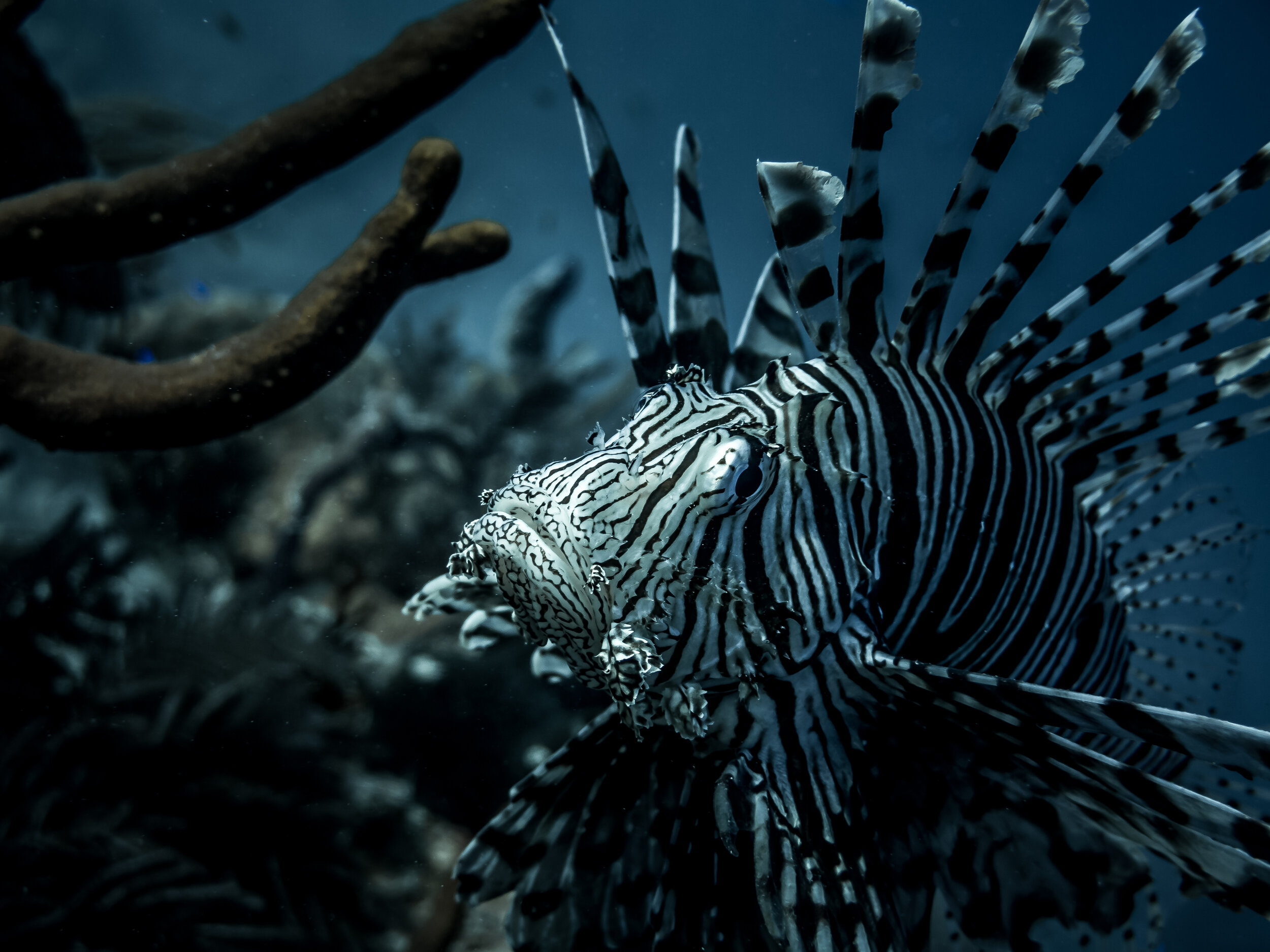 Lionfish Invasive Species