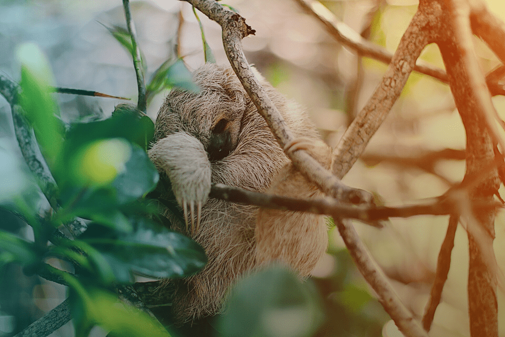 Roatan Guide — Roatan Tourism Bureau