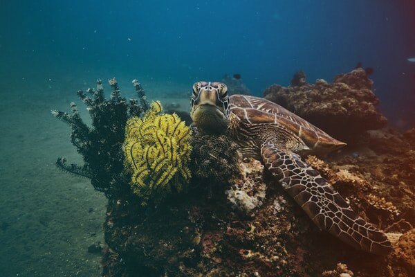 Roatan Guide — Roatan Tourism Bureau