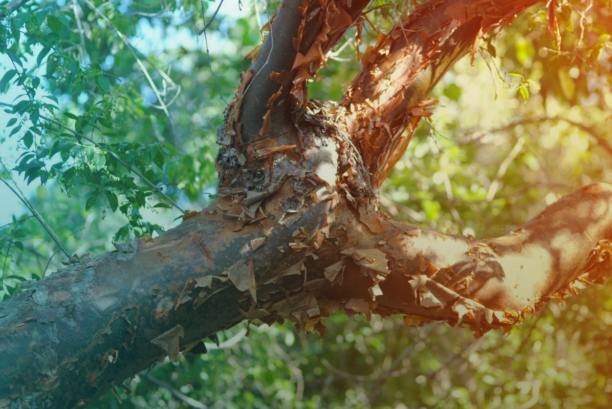 Fauna and Flora — Roatan Tourism Bureau