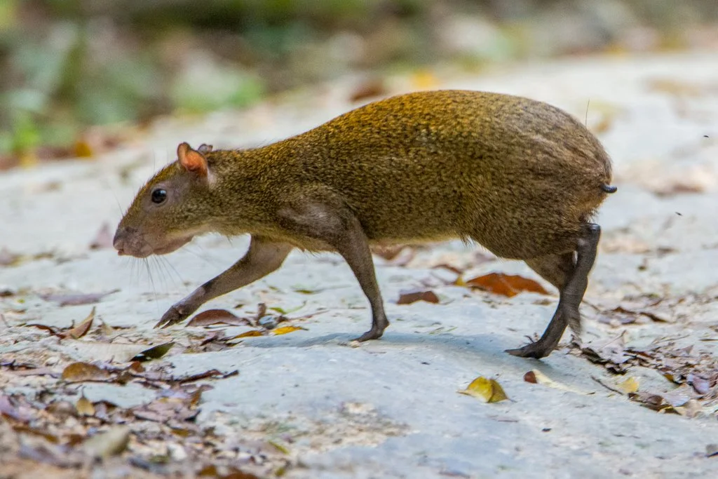 Fauna and Flora — Roatan Tourism Bureau