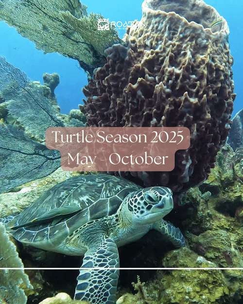 Turtle Season 2025 — Roatan Tourism Bureau