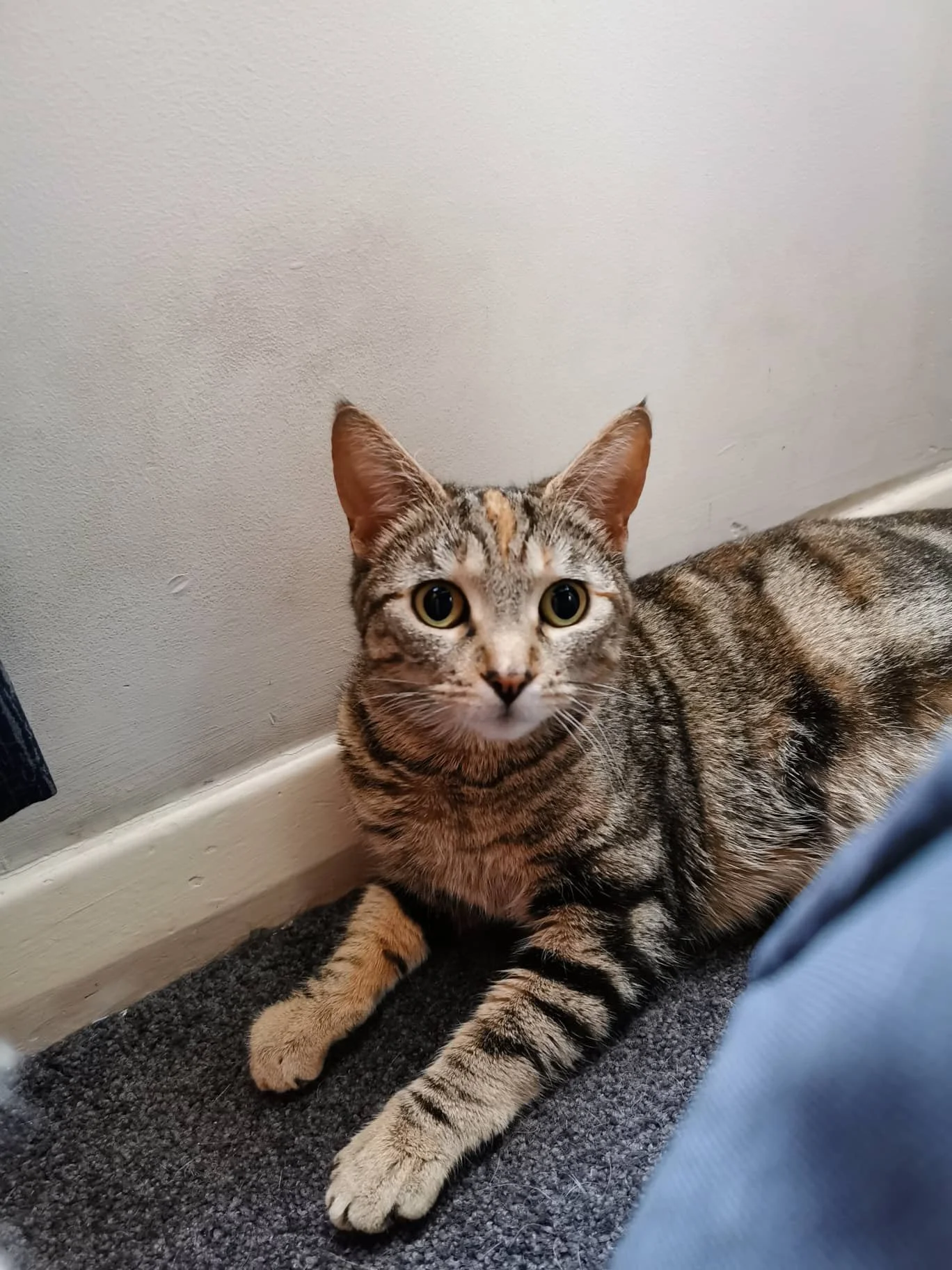 Kitty Haven