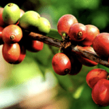 Golden Lantern Coffee Roasters