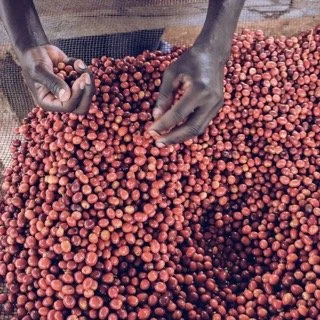 Golden Lantern Coffee Roasters