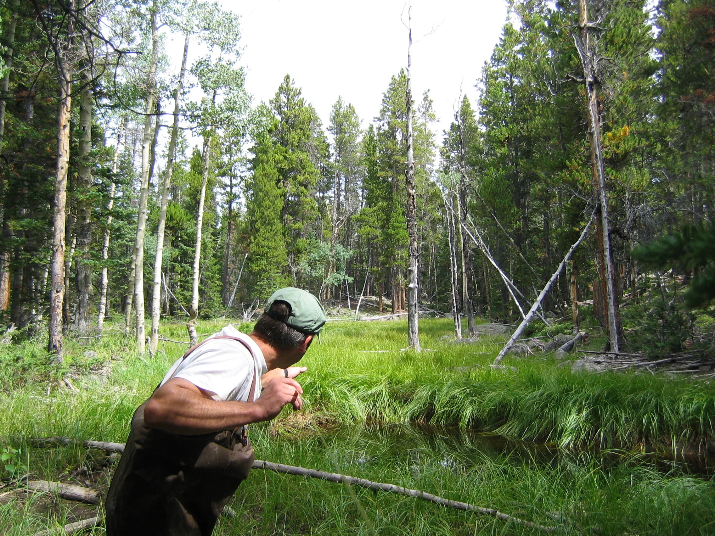 Wetland and Stream Restoration — Johnson Environmental Consulting