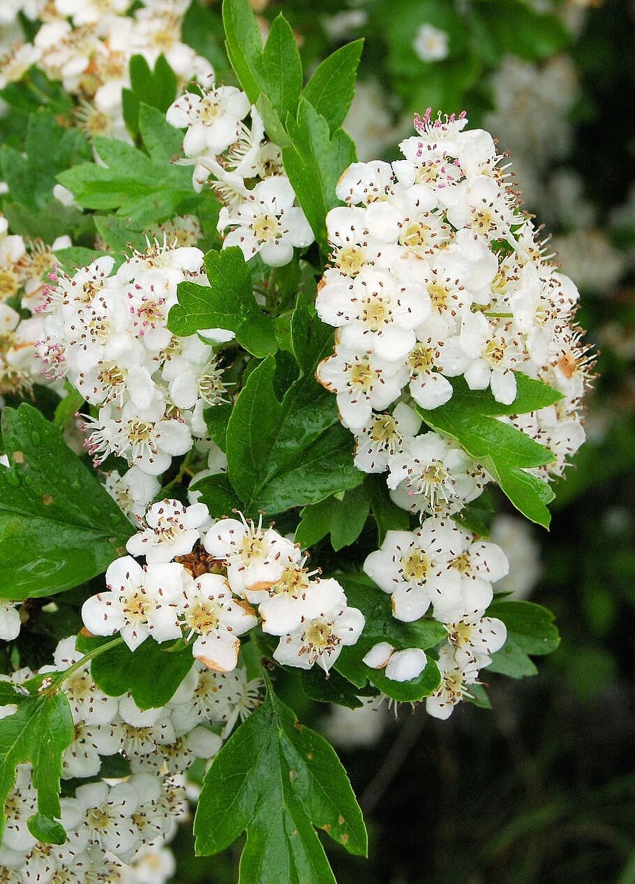 Hawthorn Tree Celtic