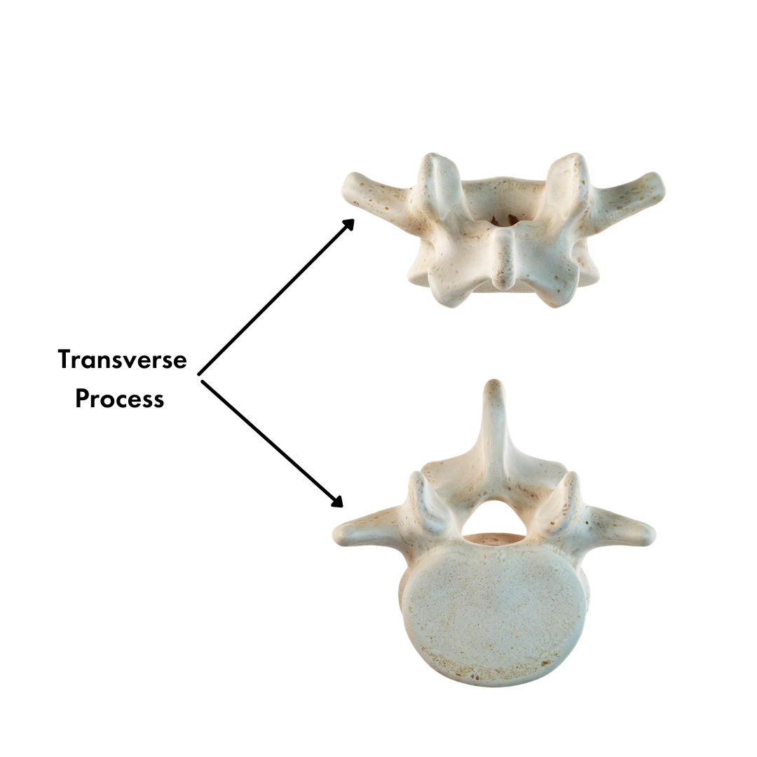 Where Is The Transverse Process Located