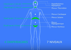 The Diaphragm, the Core, & the Pelvic Floor: Intrinsically Connected ...
