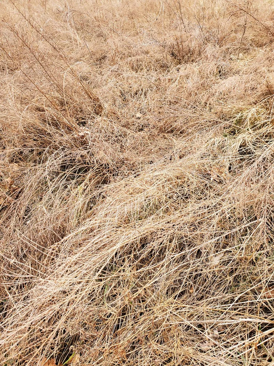 Traces Of Nature Collection- The Inspiration — Molly Supplee Art