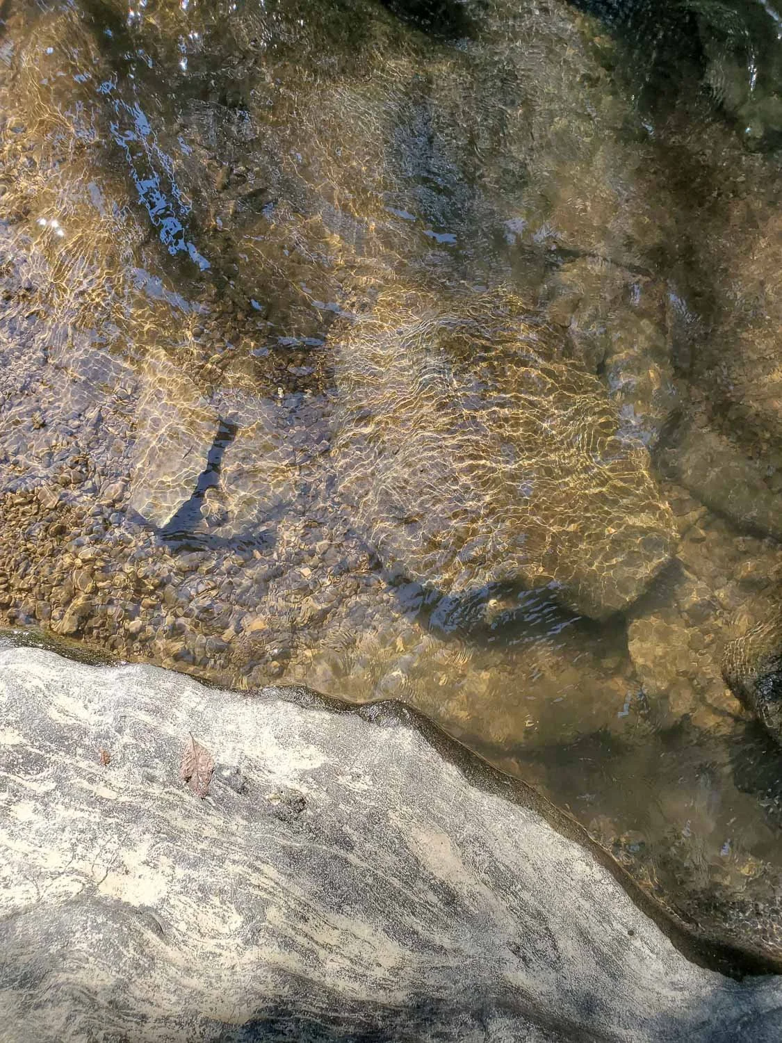 Traces Of Nature Collection- The Inspiration — Molly Supplee Art