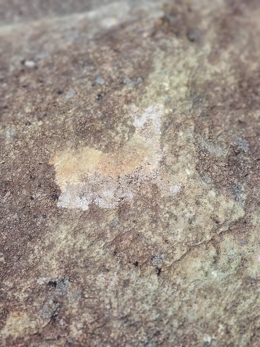 Traces Of Nature Collection- The Inspiration — Molly Supplee Art