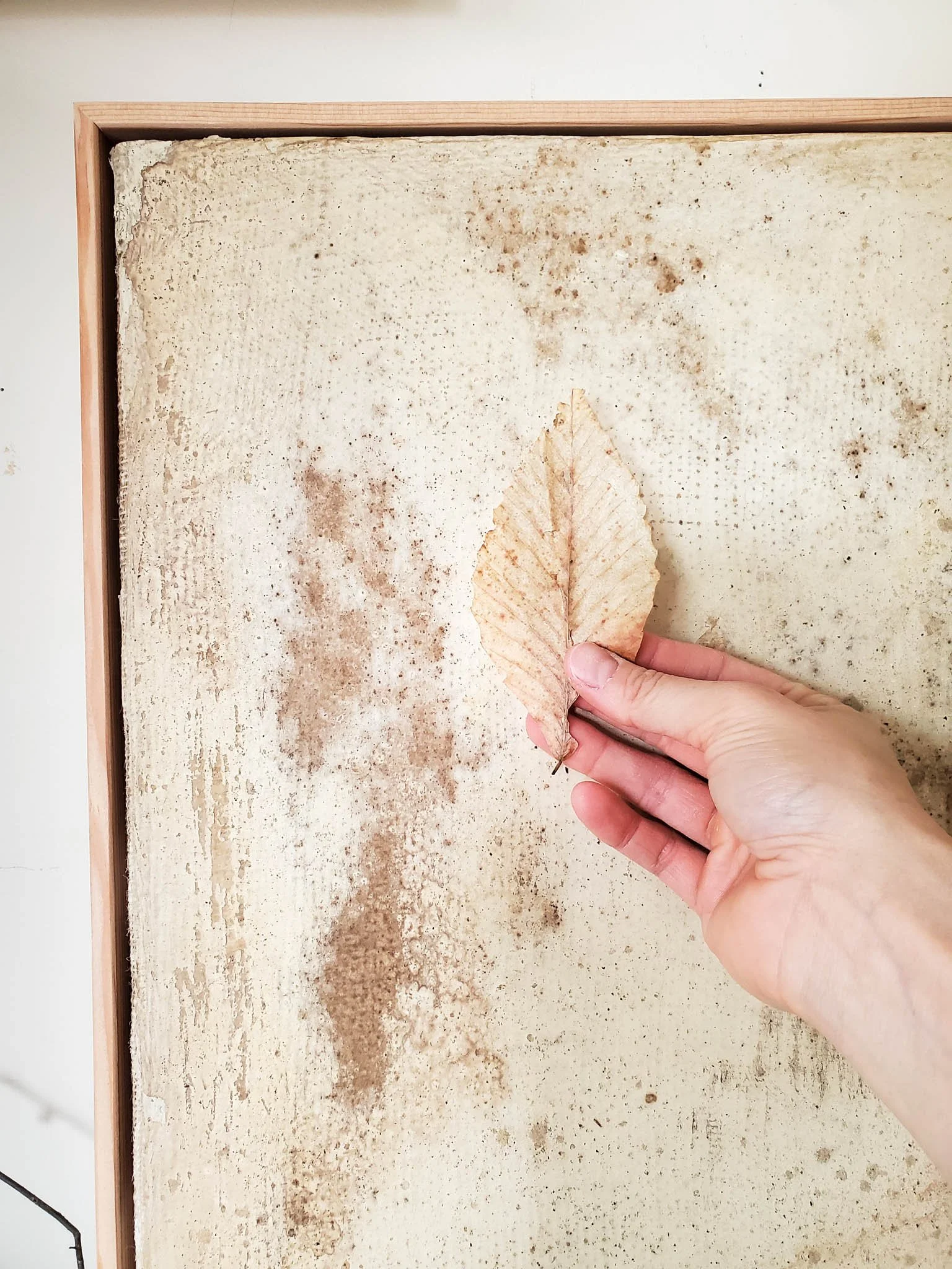 Traces Of Nature Collection- The Inspiration — Molly Supplee Art