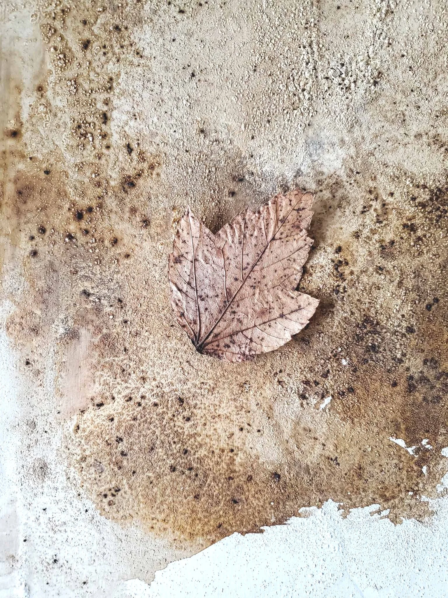 Traces Of Nature Collection- The Inspiration — Molly Supplee Art