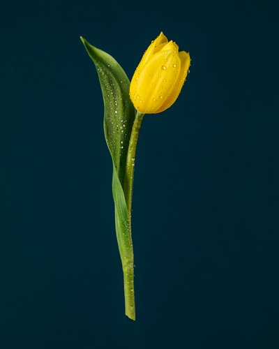 Single Yellow Tulips