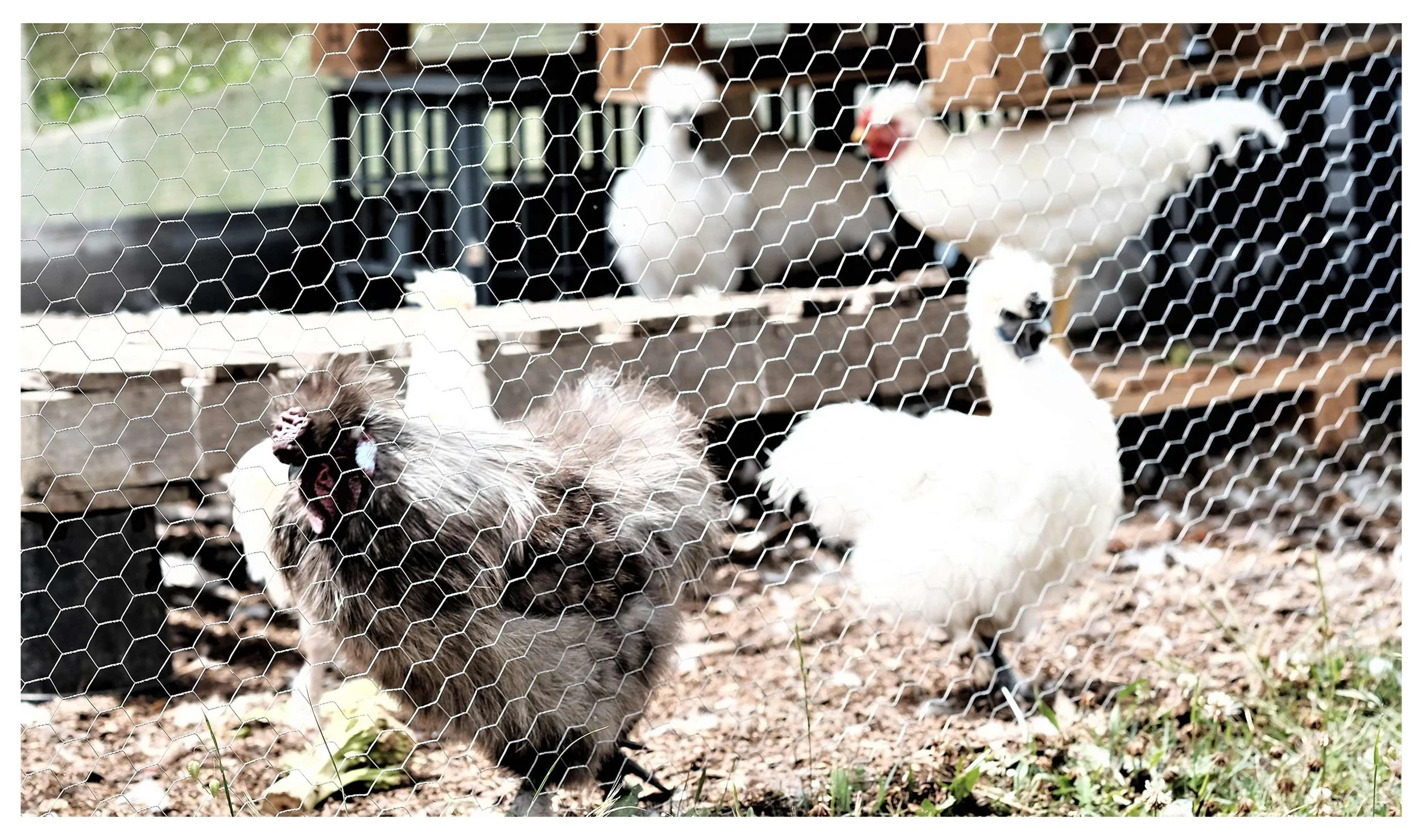 Sustainable Products | Arc Ento Tech Ltd