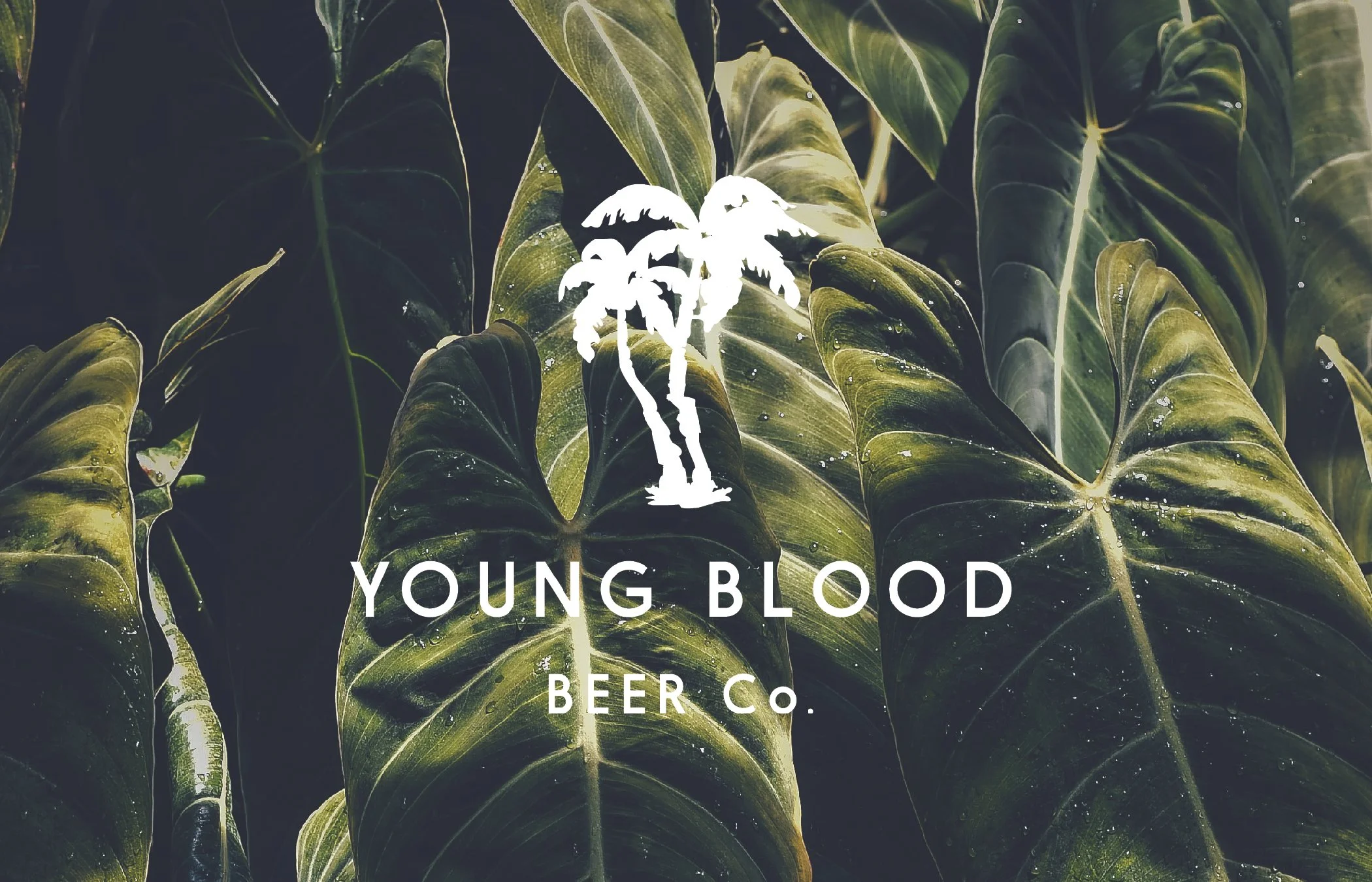 Young Blood Beer Company | Experimental Microbrewery