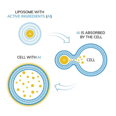 Everything you need to know about liposomal supplements — Emily English ...
