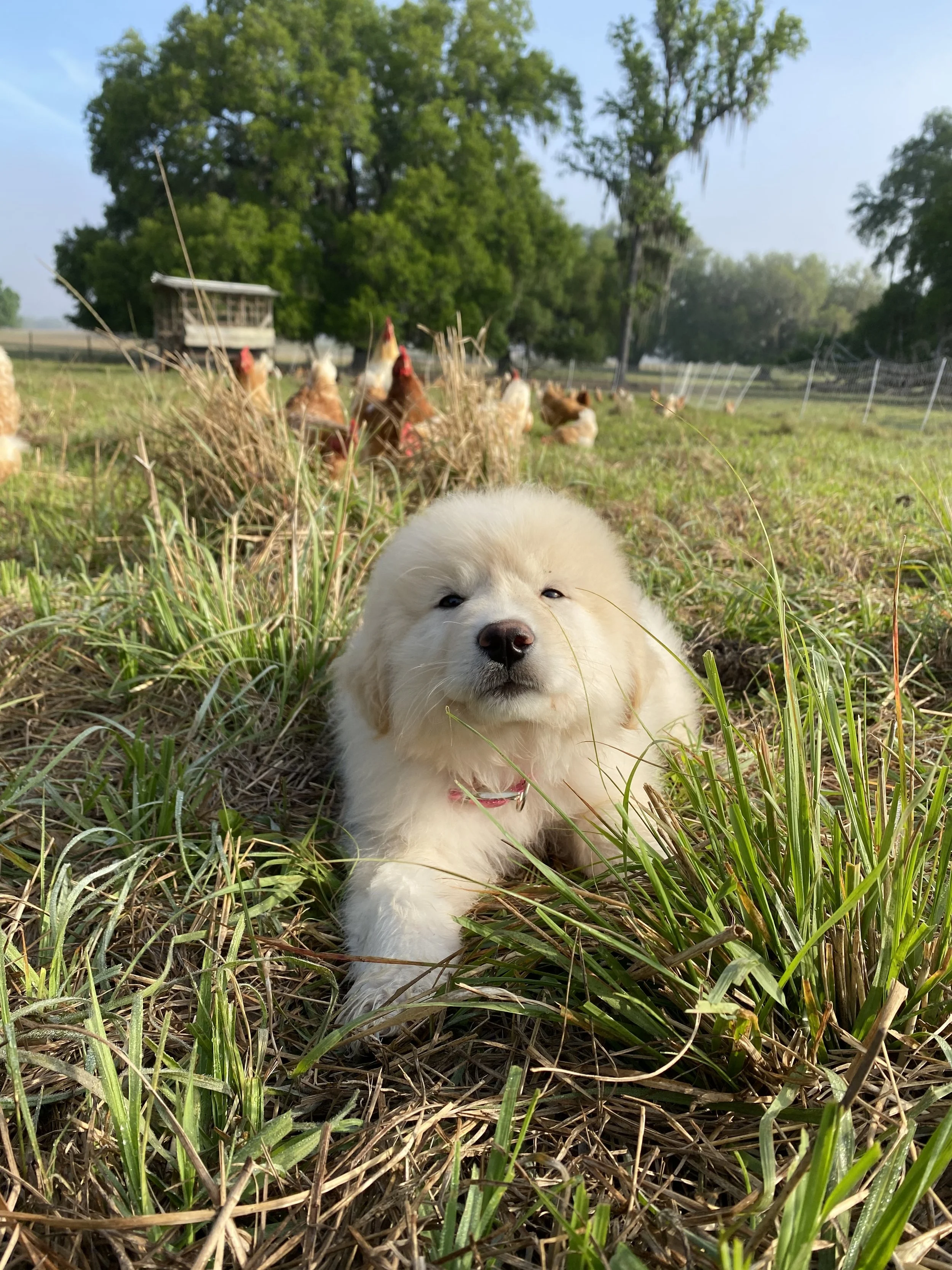 Practices — Schmoe Farm