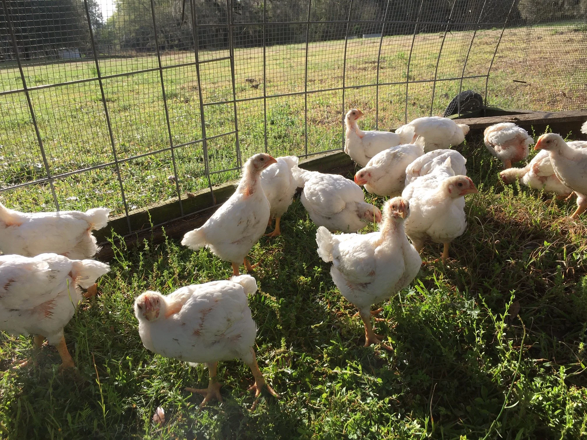 Practices — Schmoe Farm