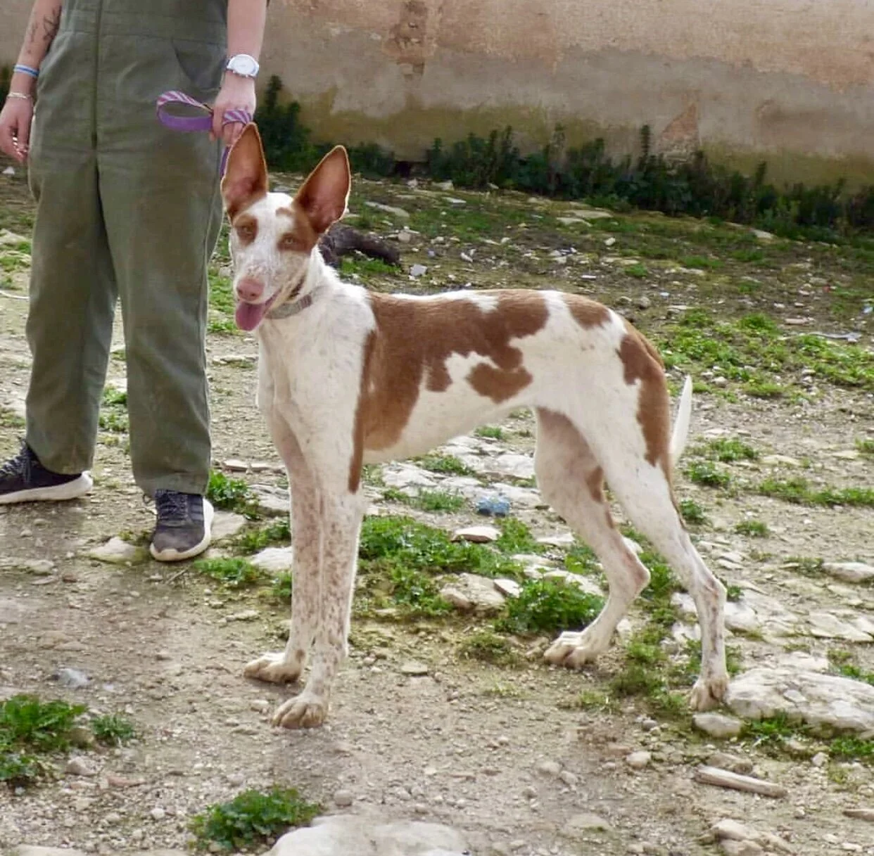 Podencos for Adoption — Hope for Podencos