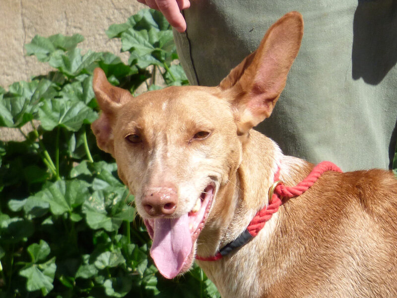 Podencos for Adoption — Hope for Podencos