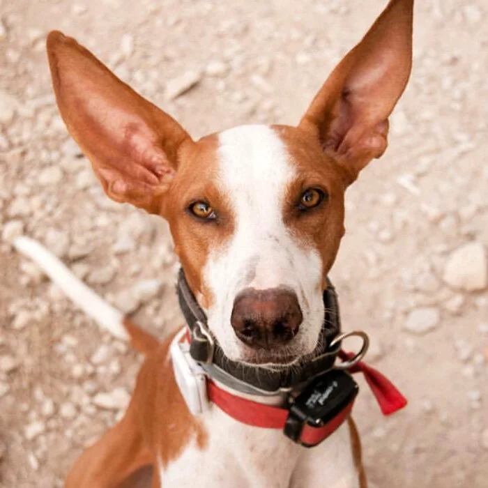 Hope For Podencos - Podenco Essentials — Hope for Podencos