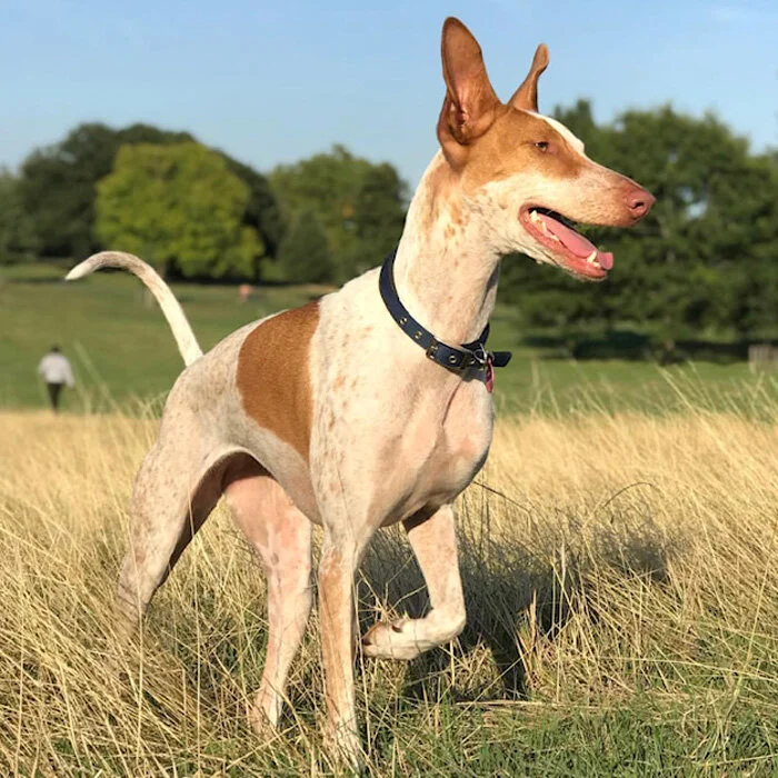 Hope For Podencos - Podenco Essentials — Hope for Podencos