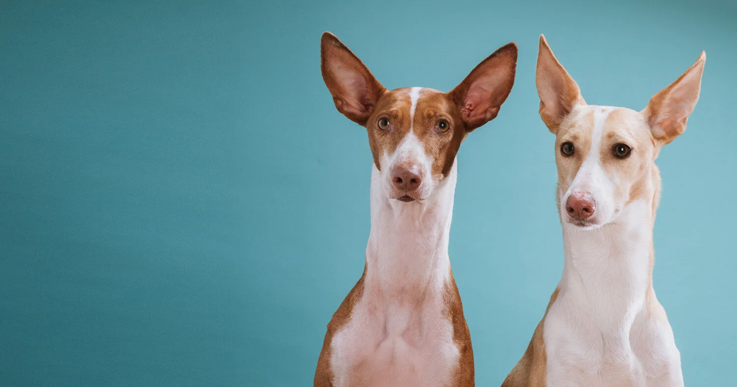 Are Pig Ears Bad For A Podenco Canario