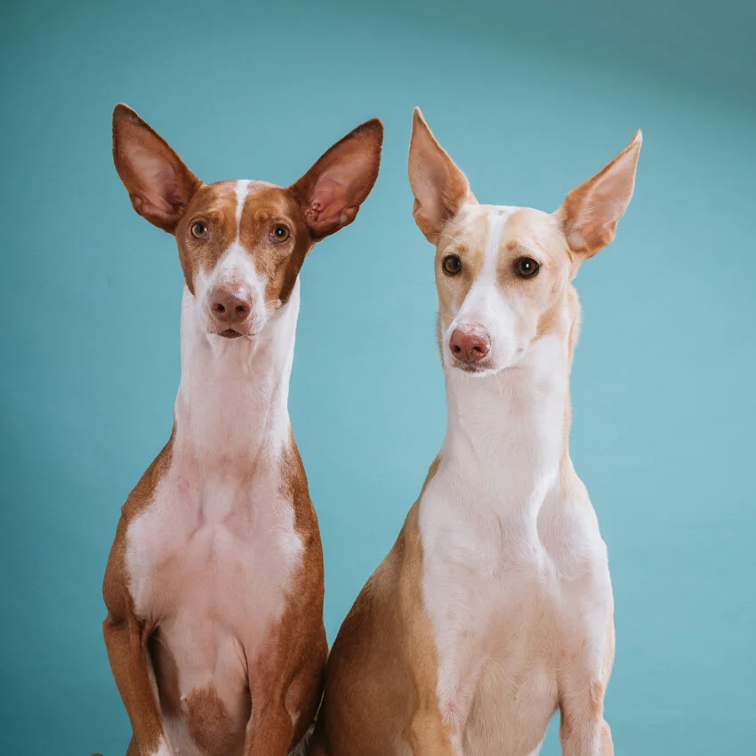 Podencos for Adoption — Hope for Podencos