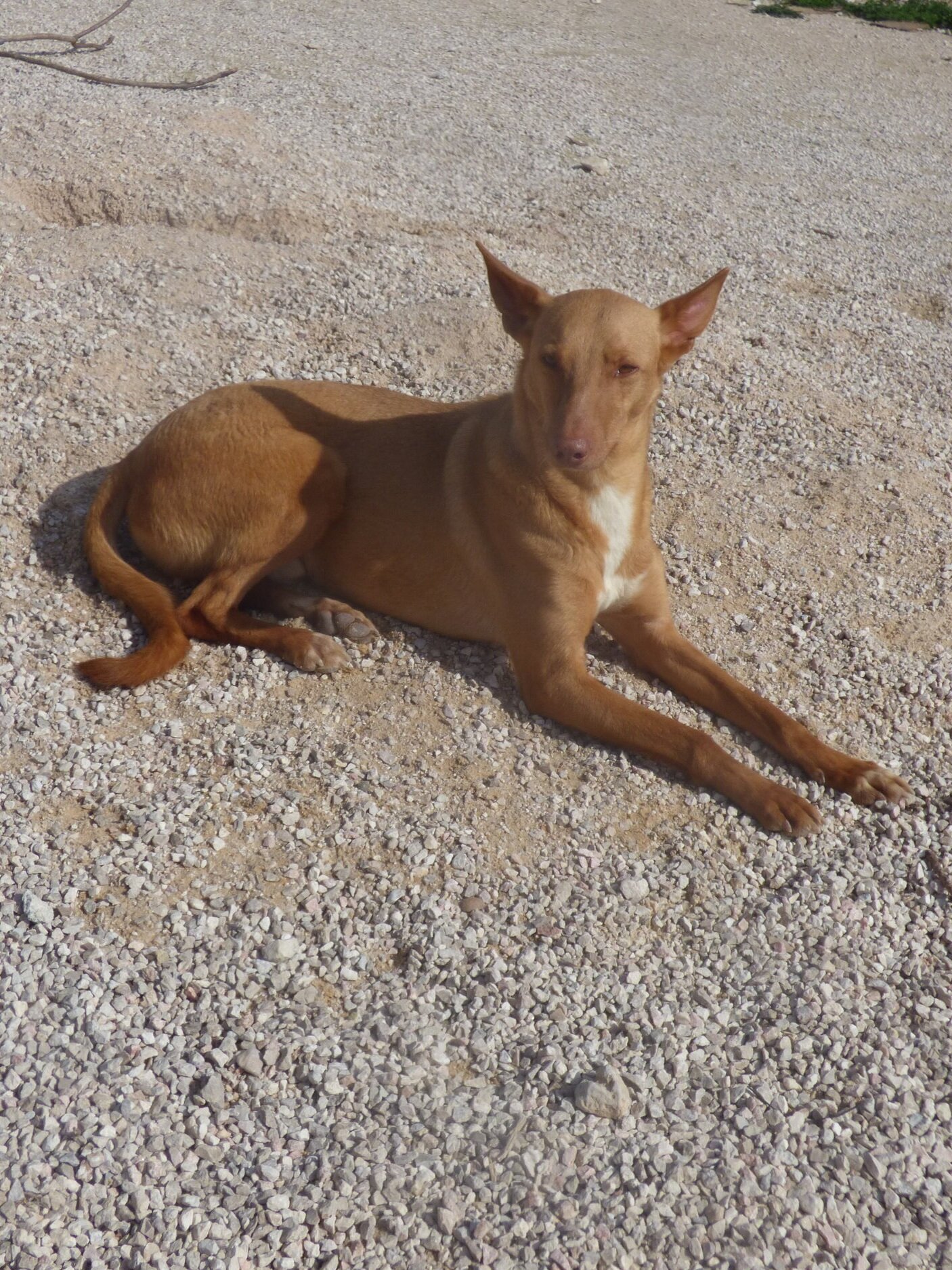 Podenco Andaluz - Breed Profile — Hope for Podencos