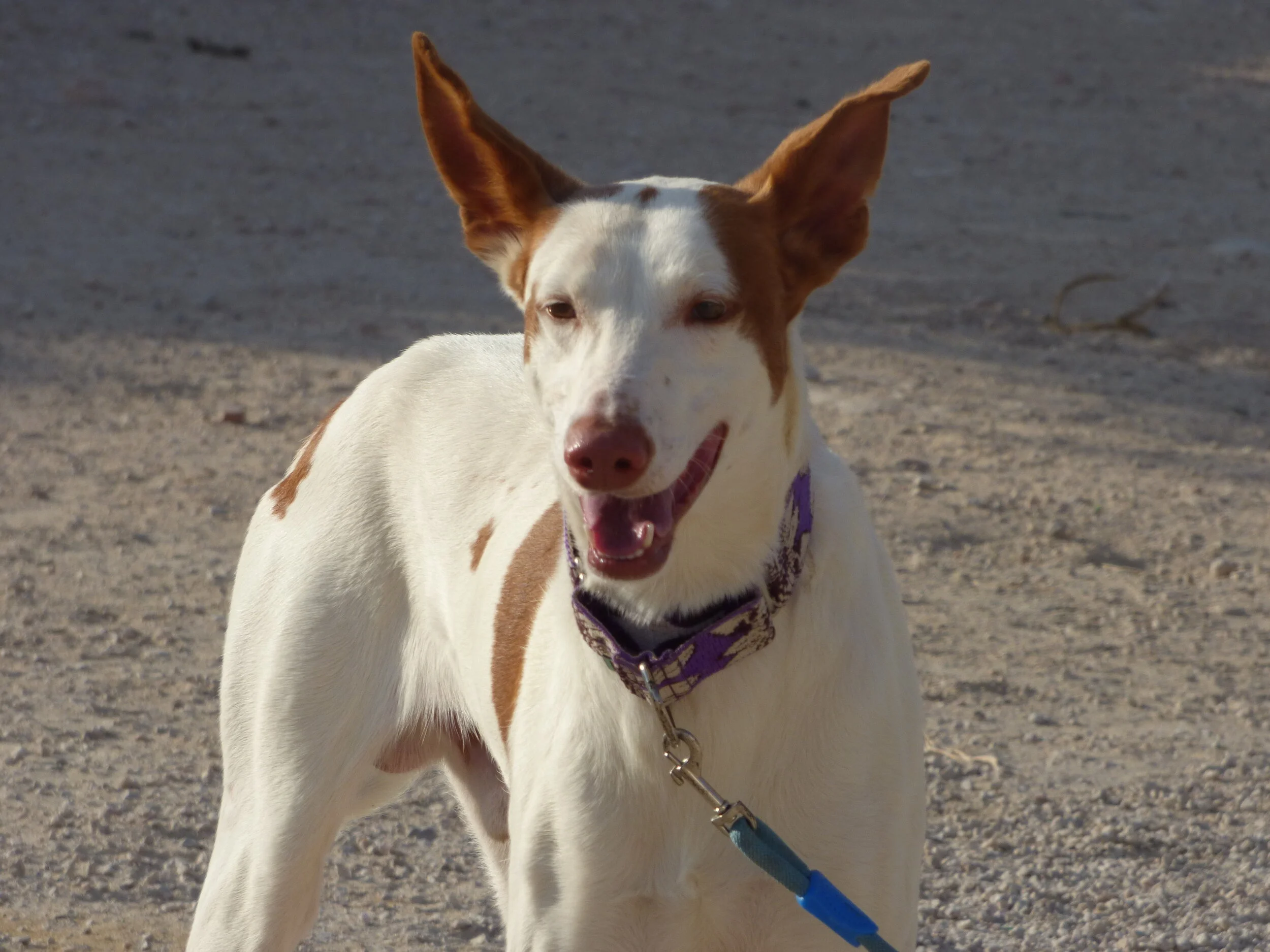 Podencos for Adoption — Hope for Podencos