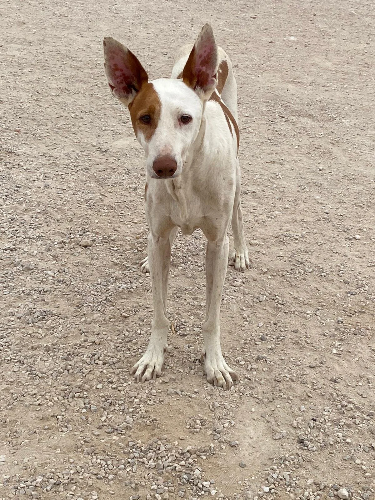 Podencos for Adoption — Hope for Podencos