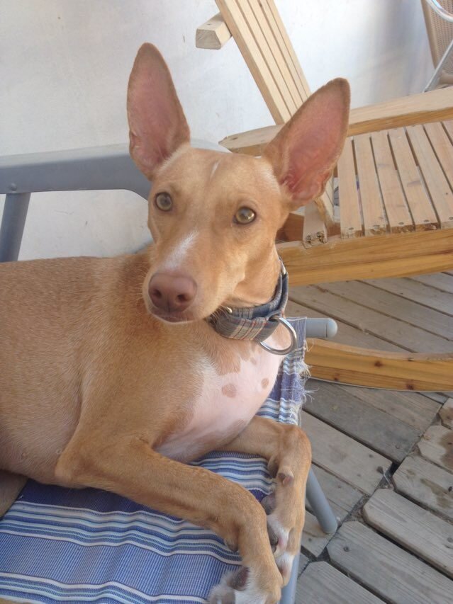 Podencos for Adoption — Hope for Podencos