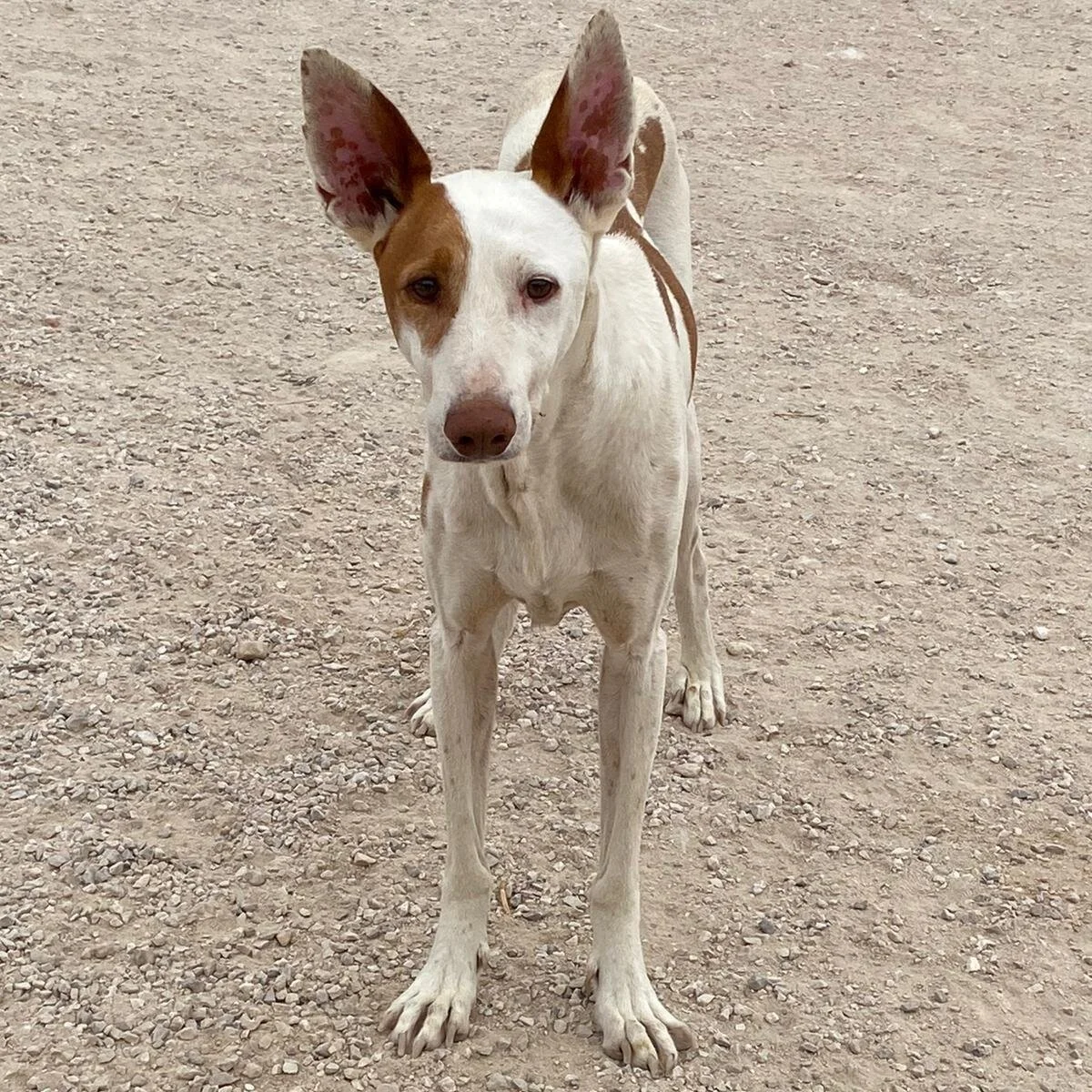 Podencos for Adoption — Hope for Podencos