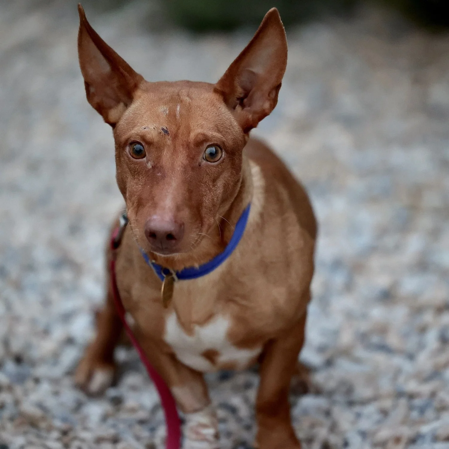 Our adoption process — Hope for Podencos