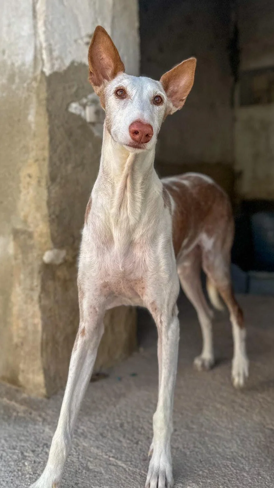 Hope for Podencos