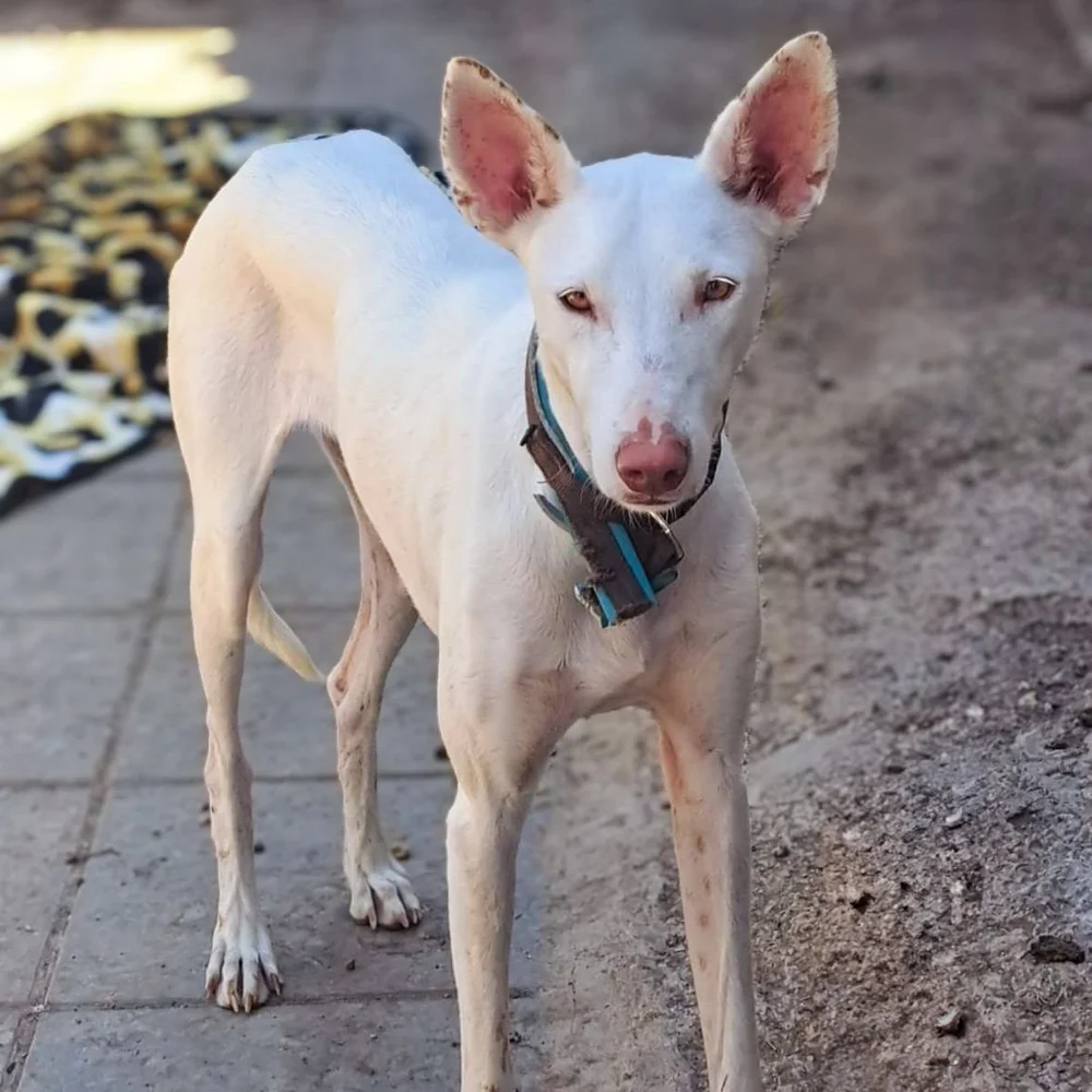 Hope for Podencos