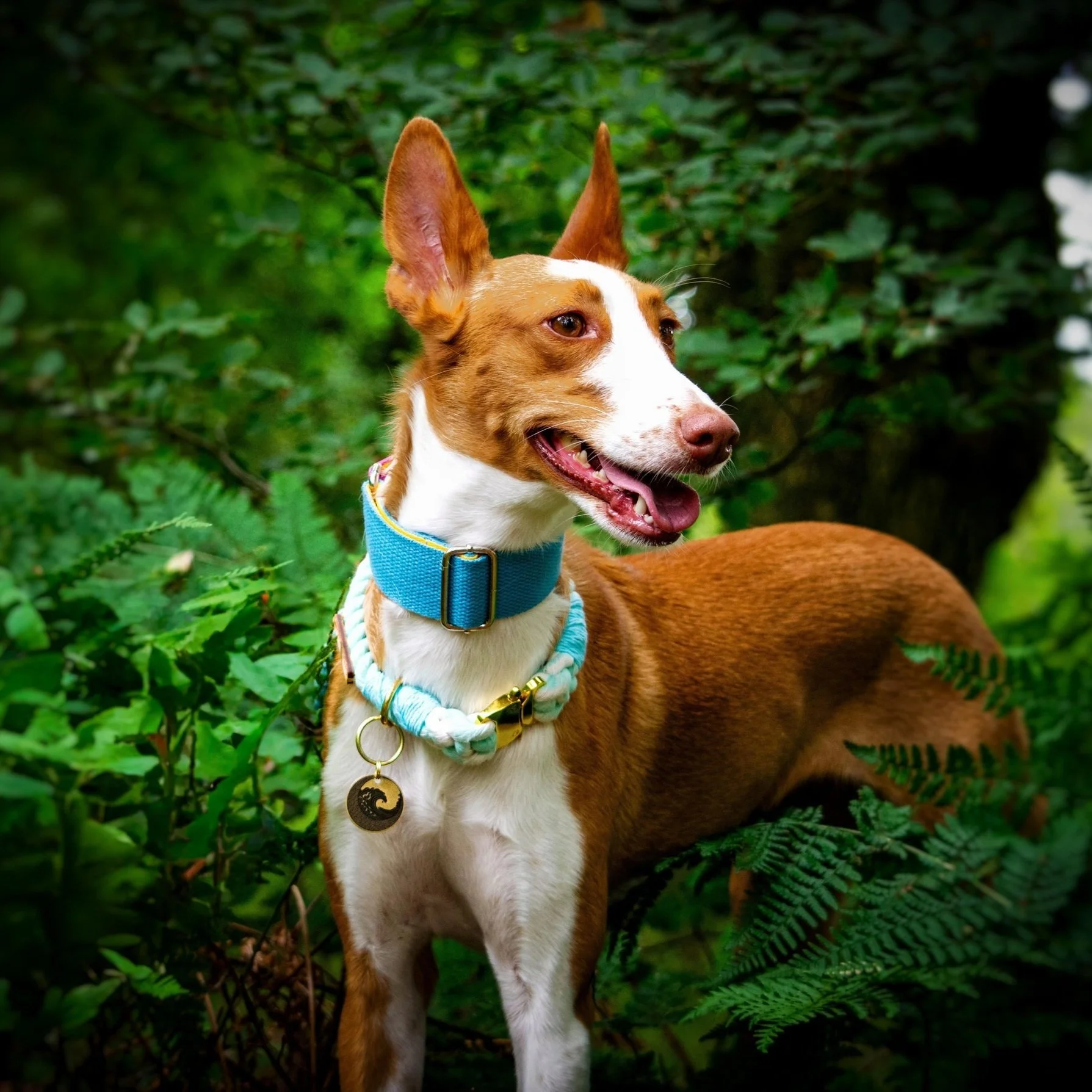 Podenco essentials directory — Hope for Podencos