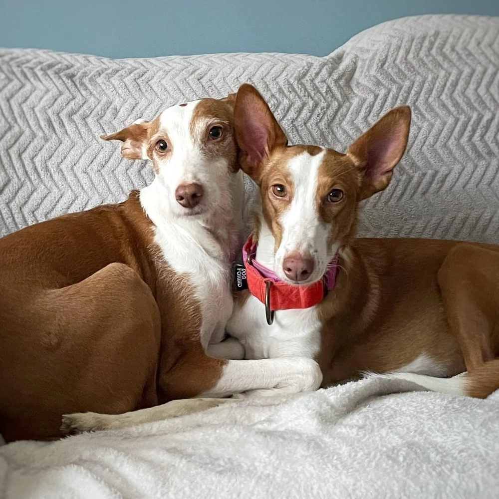 About Podenco dogs — Hope for Podencos