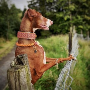 About Podenco dogs — Hope for Podencos