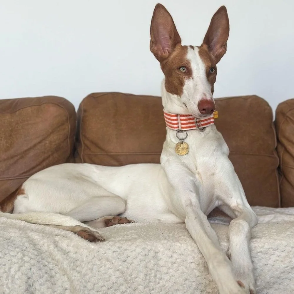 About Podenco dogs — Hope for Podencos