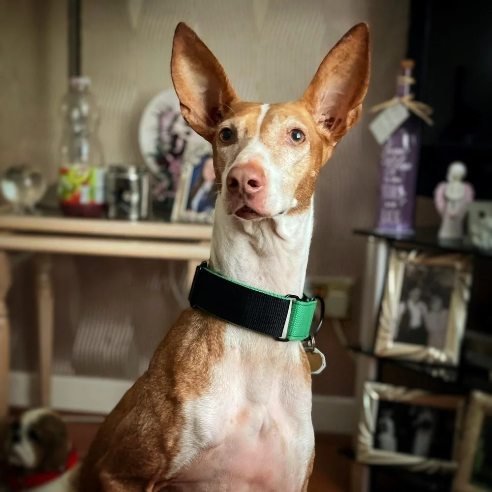 About Podenco dogs — Hope for Podencos