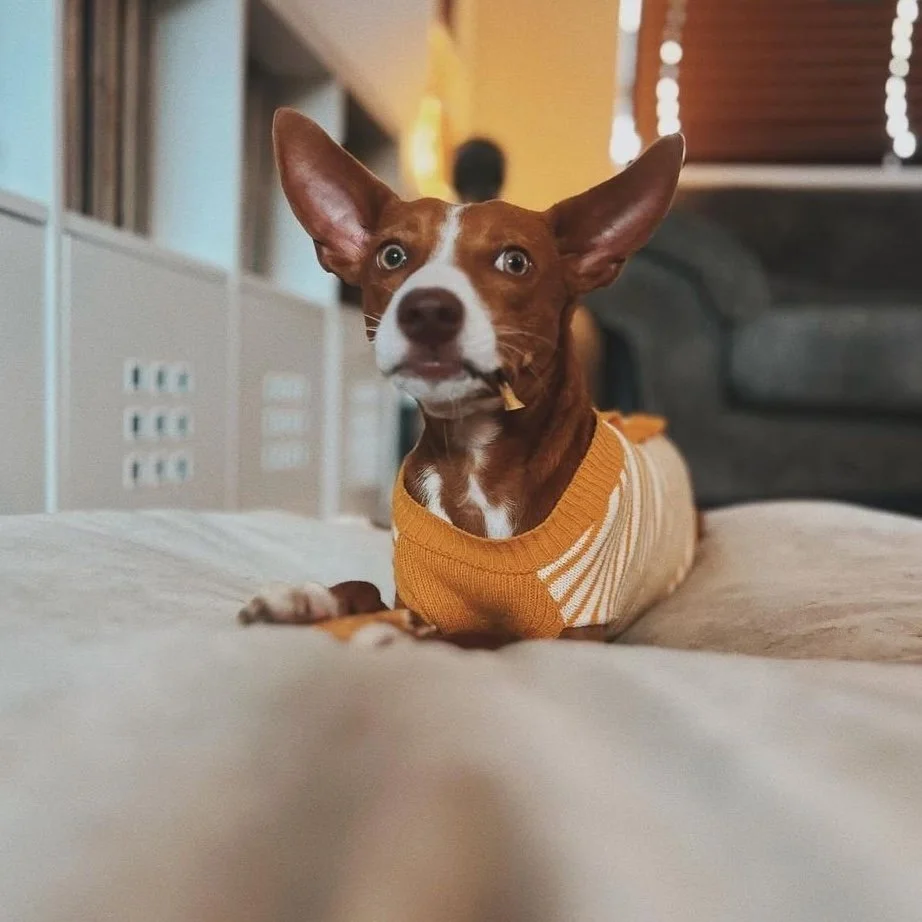 Podenco Health & Training - When to neuter your puppy! — Hope for Podencos
