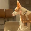 About Podenco dogs — Hope for Podencos