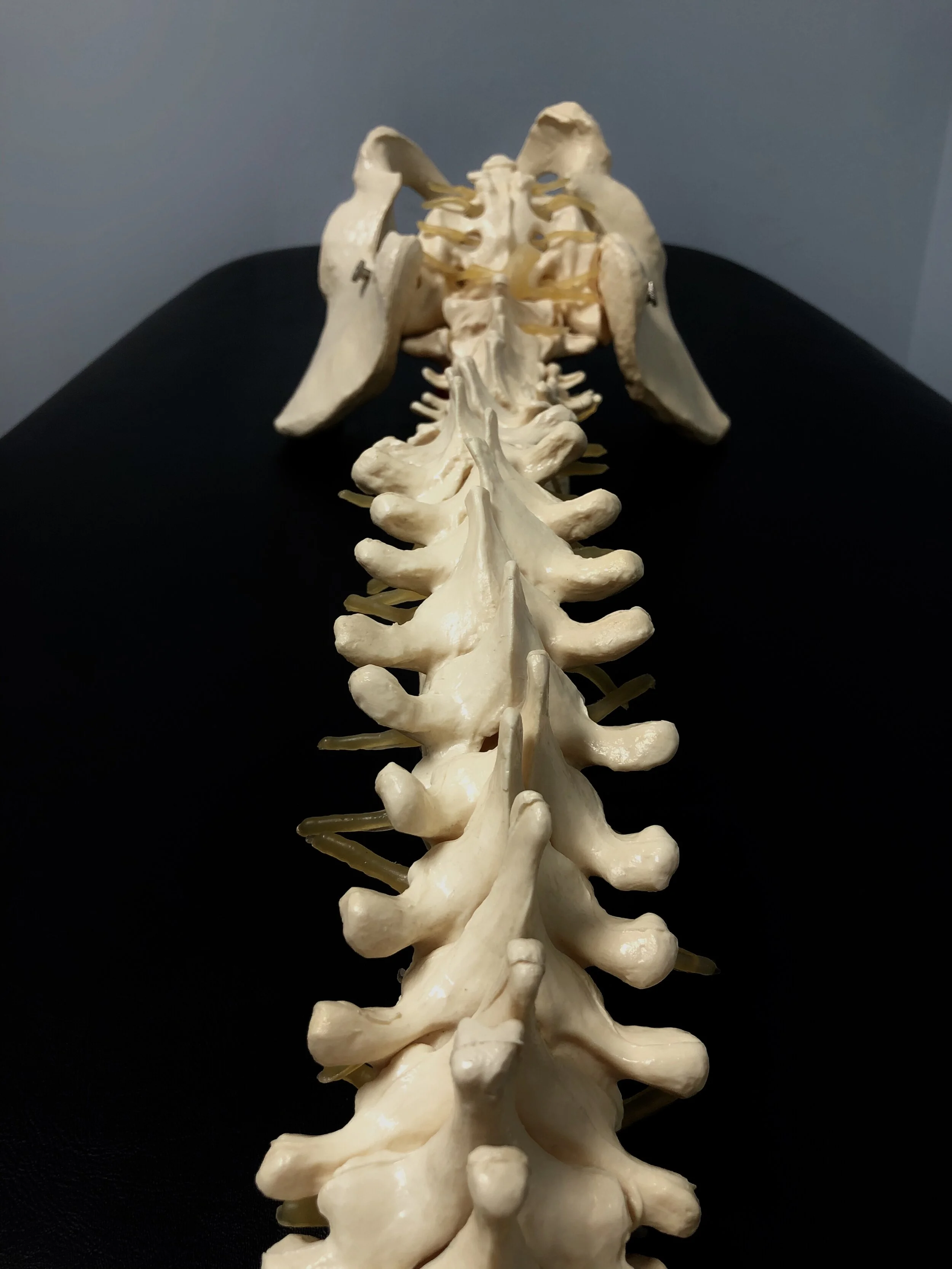 Chiropractor South Elgin, IL | Serene Chiropractic and Physical Therapy ...