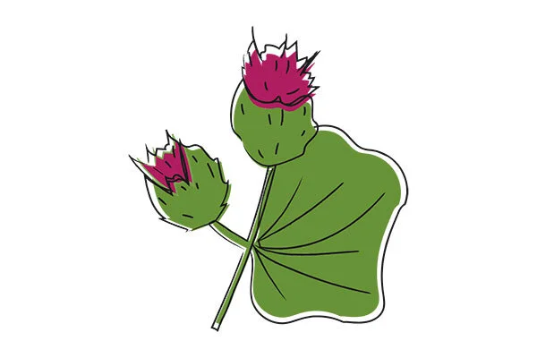 Why is Burdock - arctium lappa fruit extract - used in skin care? — ORGANii